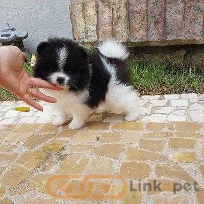 Teacup Pomeranian Puppies