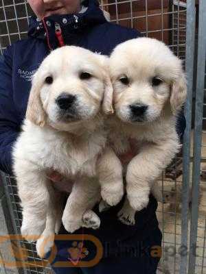 Golden Retriever Puppies