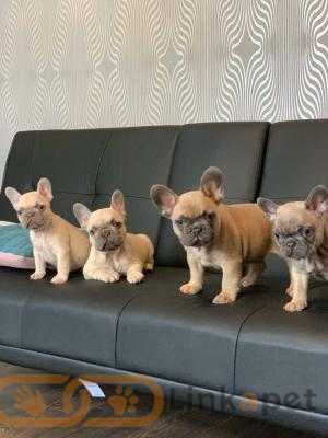 French Bulldog Puppies