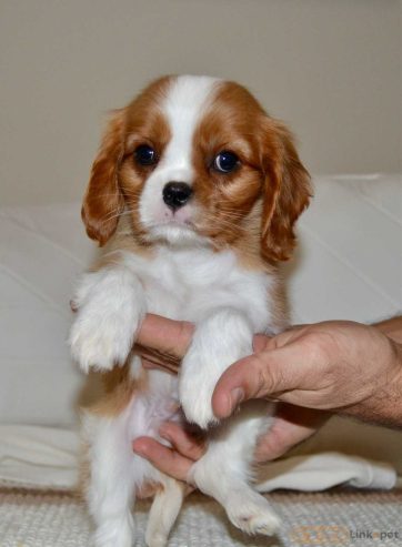 Cavalier King Charles Spaniel štenci