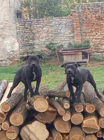 PIT BULL – na prodaju stari 5 meseca