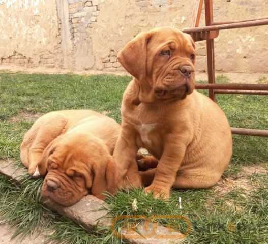 Bordoška doga, štenci