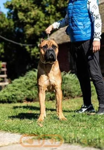 Cane corso, tigrasti muzijak