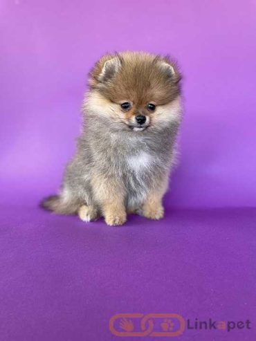 Pomeranski spic / pomeranian /boo