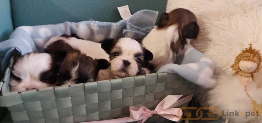 SHIH TZU lepi i umiljati stenci