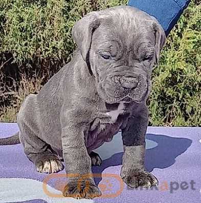 Cane corso stenci sive boje