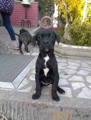 CANE CORSO kvalitetni stenci