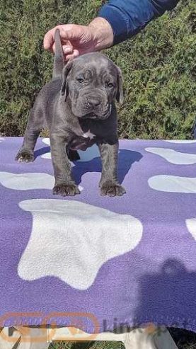 Cane corso stenci sive boje