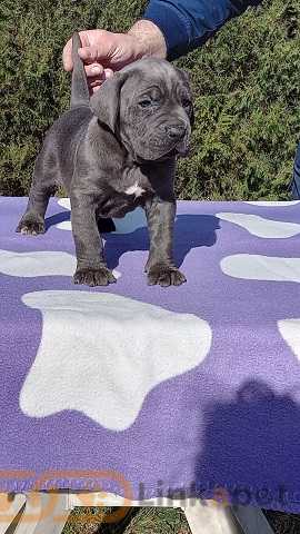 Cane corso sivi stenci