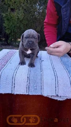 Cane corso stenci sive boje