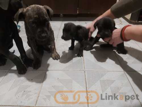 Cane Corso stenci na prodaju – Cistokrvni