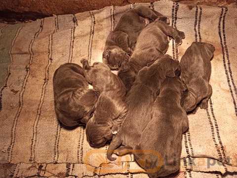 Cane corso stenci sive boje