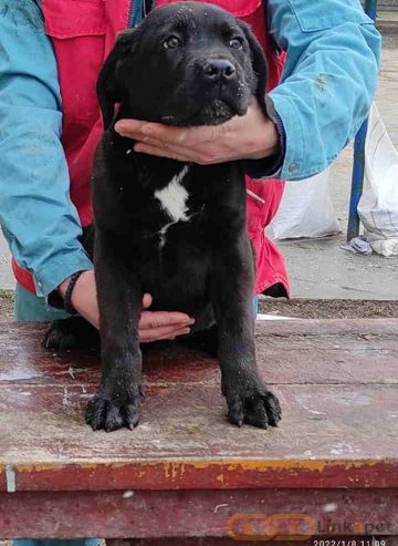 CANE CORSO stenci