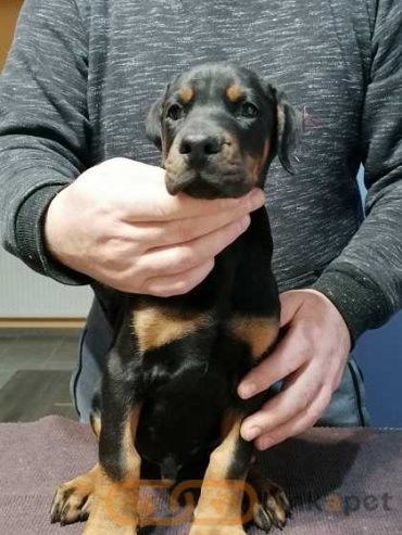 Doberman štenci