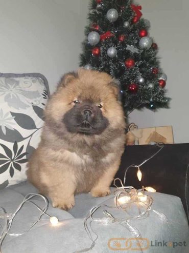 CHOW CHOW muzjak crvene boje