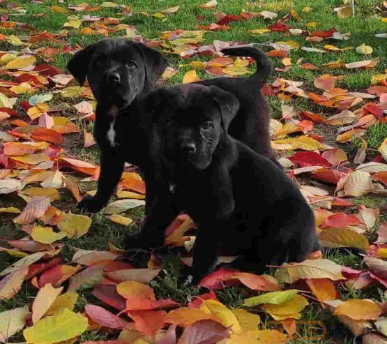 CANE CORSO stenci