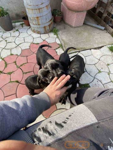 CANE CORSO stenci na prodaju