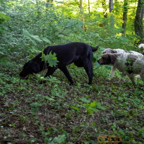 Na prodaju tartufari LAGOTO i LABRADOR