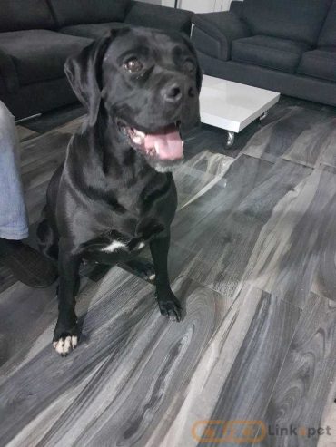 Poklanjam zenku mesanca labradora i cane corso