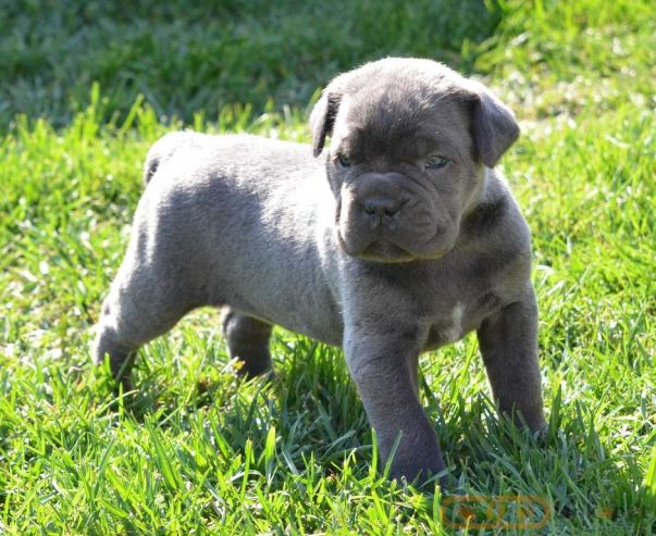 Strajano cane corso stenci