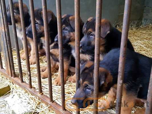 NEMAČKI OVČARI – vrhunska krvna linija – novo leglo