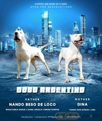 Dogo argentino štenci