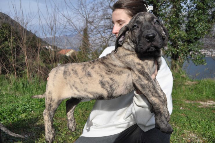 Presa canario stenad