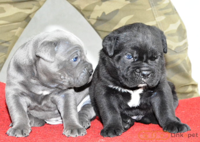 Cane Corso Strajano