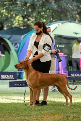 Rodezijski riđbek-Rhodesian Ridgeback- ŠAMPIONSKO LEGLO