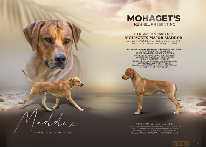 RHODESIAN RIDGEBACK STUD MALE – parenja s odabranim ženkama