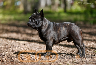 Francuski buldog, otvoren za parenje