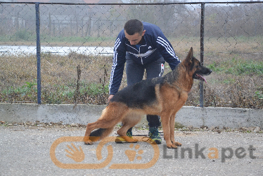 Na prodaju ženka nemačkog ovčara