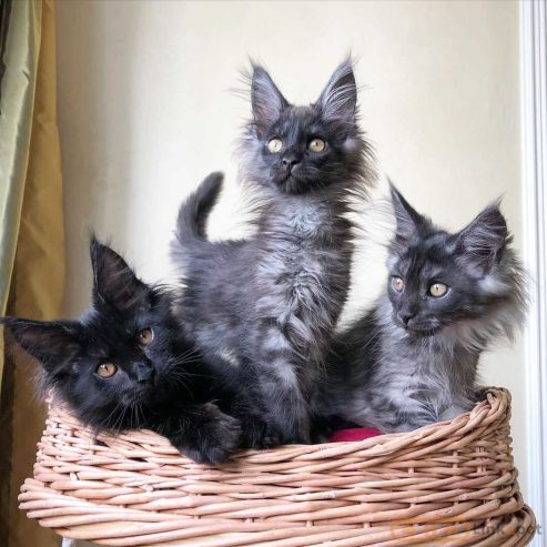 Full TICA Pedigree Maine Coon kittens