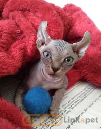 Elf Sphynx mačići bez dlake, TICA reg.