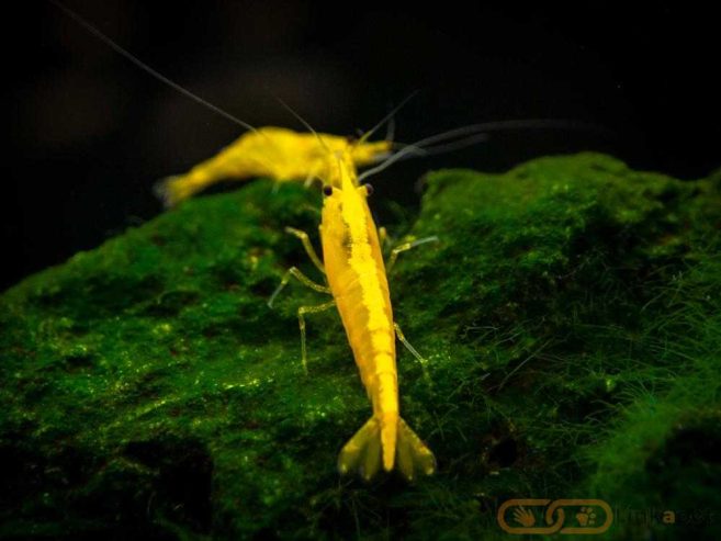 Neocaridina davidi Var. Yellow