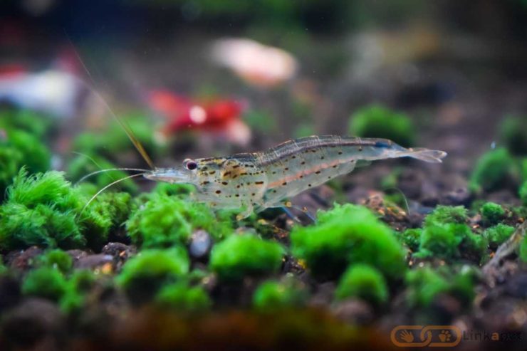 Caridina multidendata