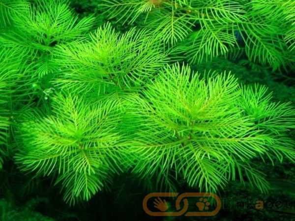 Myriophyllum mattogrossense-Green