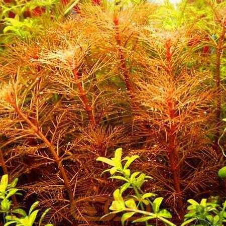 Myriophyllum mattogrossense-Red