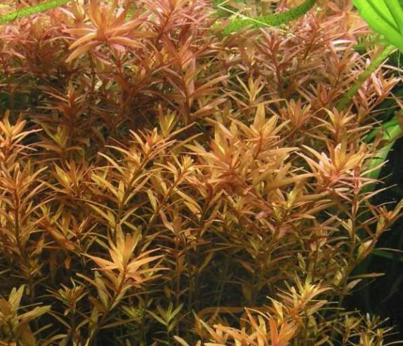 Rotala Rotundifolia