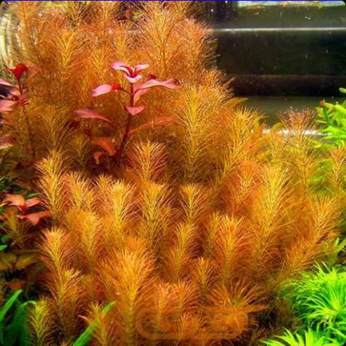 Rotala Wallichii