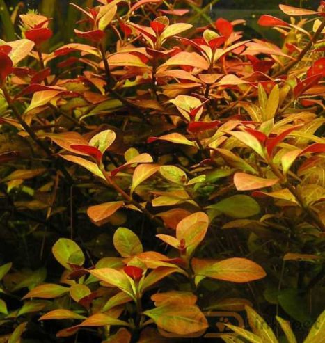 Ludwigia Repens