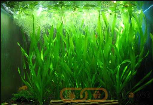 Vallisneria spiralis ‘Tiger’