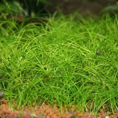 Eleocharis Sp. ”Mini”