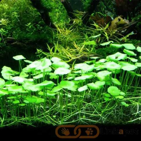 Hydrocotyle Verticillata