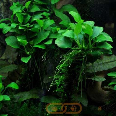 Anubias Barteri var Nangi