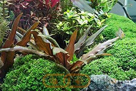 Cryptocoryne beckettii Petchii “Pink”