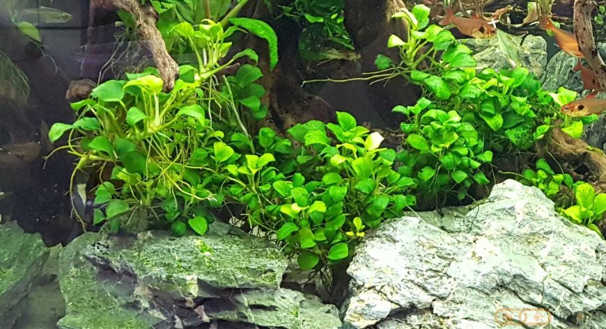 Anubias Barteri Nana Petite