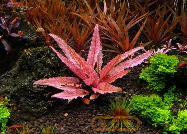 Cryptocoryne Flamingo