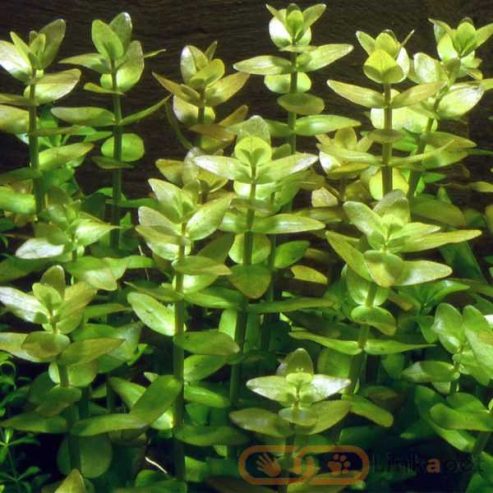 Bacopa Caroliniana