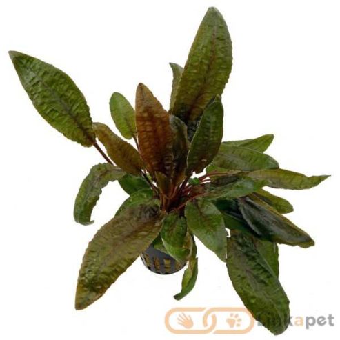 Cryptocoryne Wendtii ”Tropica”